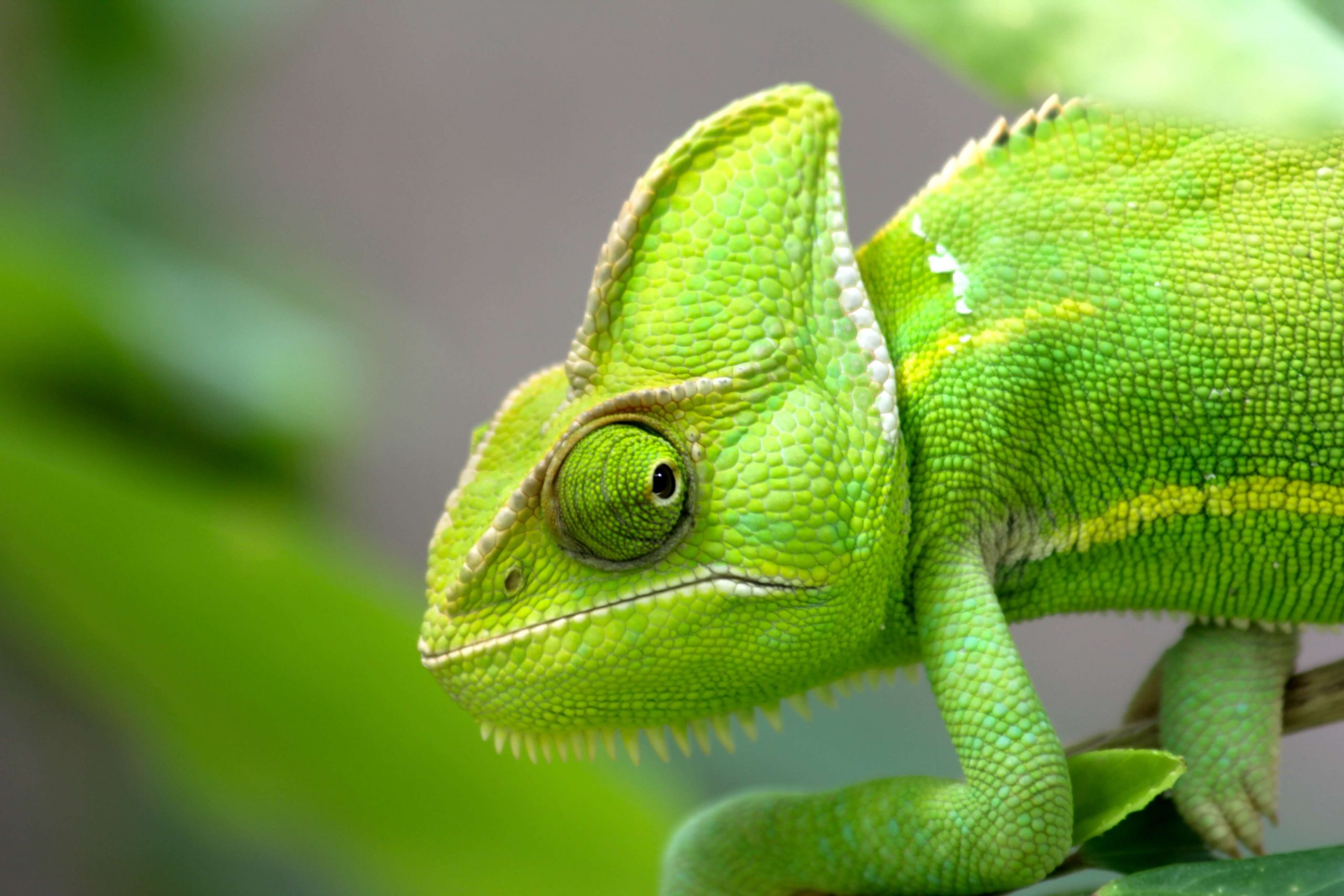 Chameleons Of The Keys